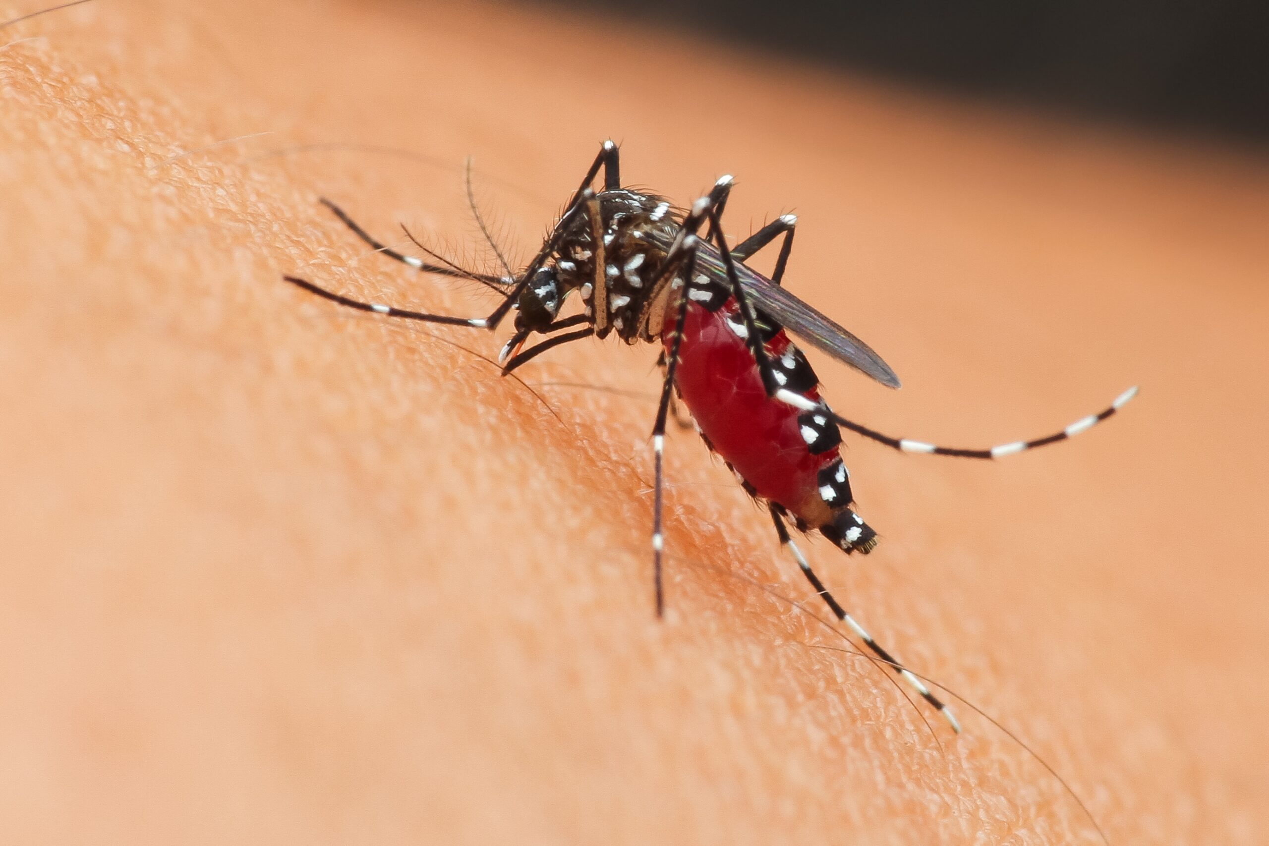 Dengue Fever Test | Dengue Blood tests, Treatment, and Precautions ...