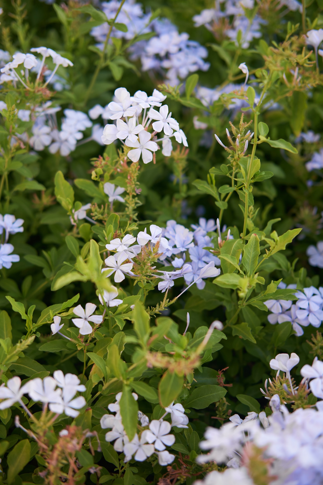 Chitrak: Health Benefits, Uses, and Potential Side Effects - Health ...