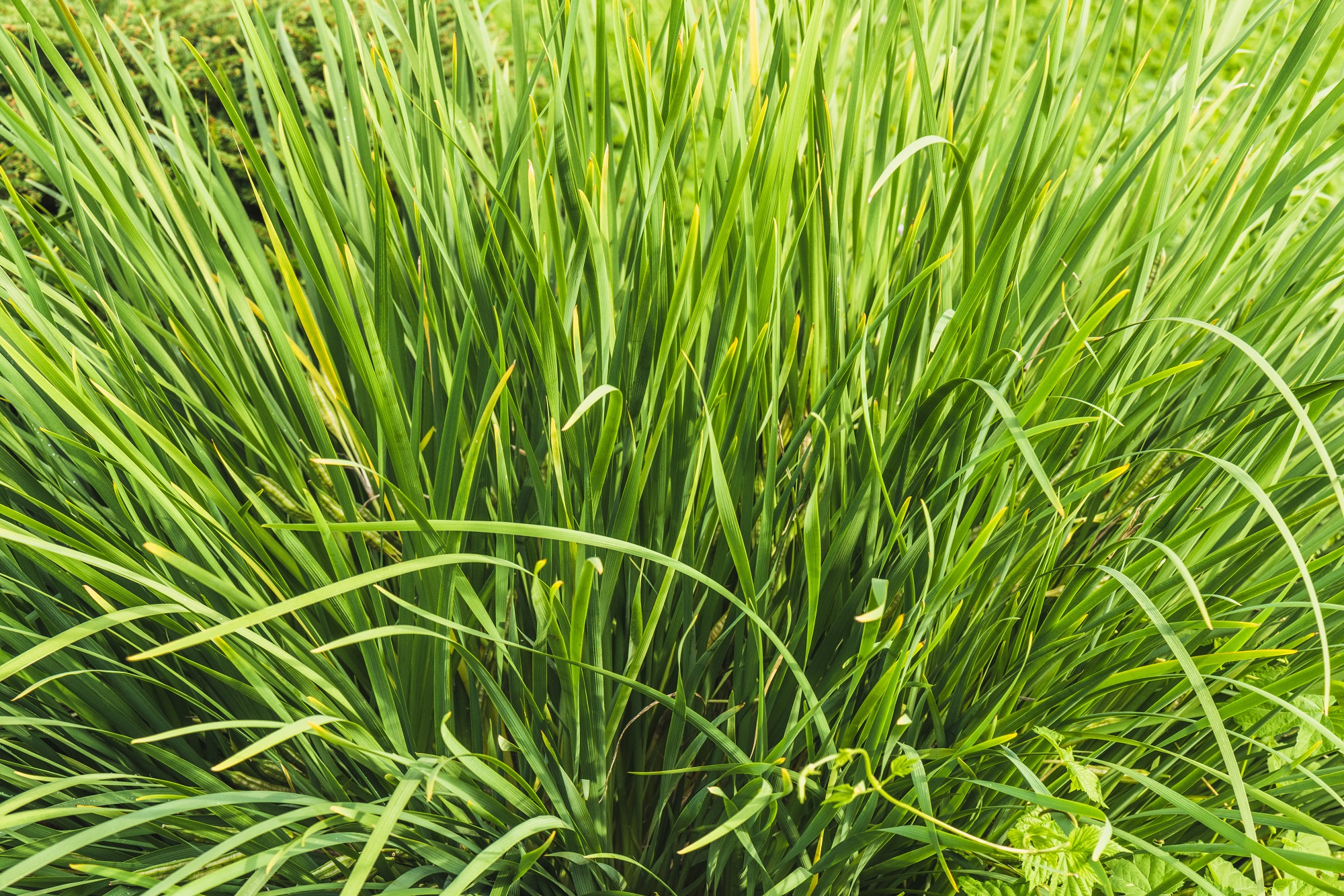 Citronella Grass: Health Benefits, Uses, and Potential Side Effects ...