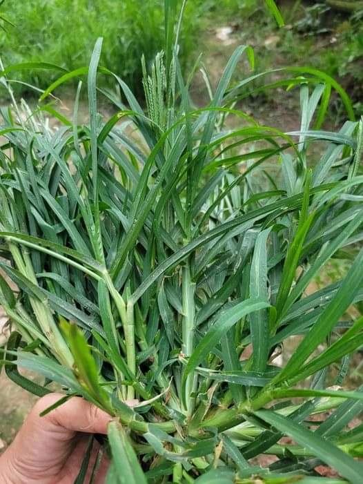 Health Benefits of Goosegrass in Traditional Medicine: Health Benefits ...
