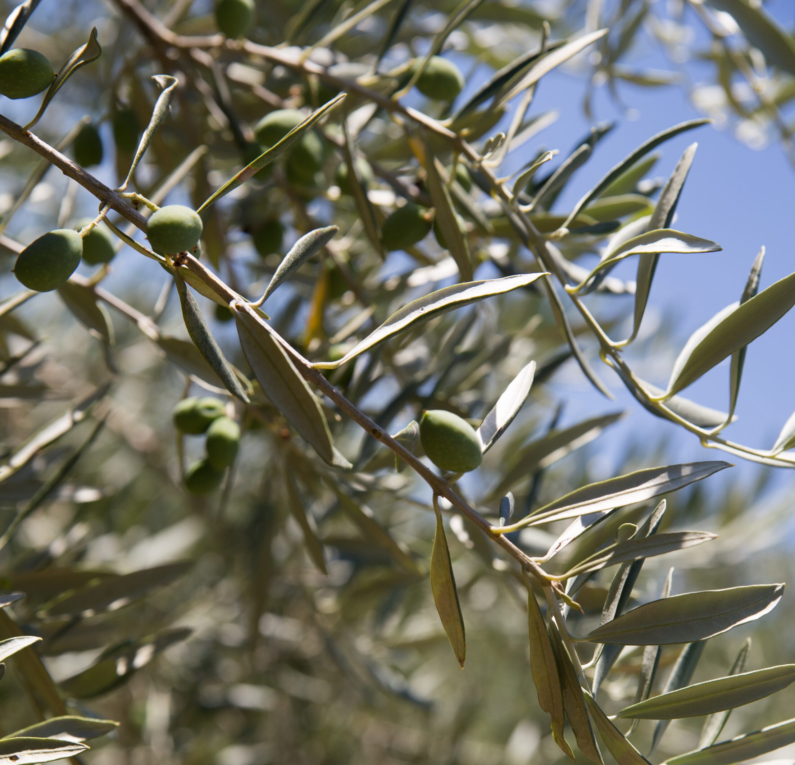Health Benefits of Olive Leaves: A Natural Health Booster - Health Tips ...